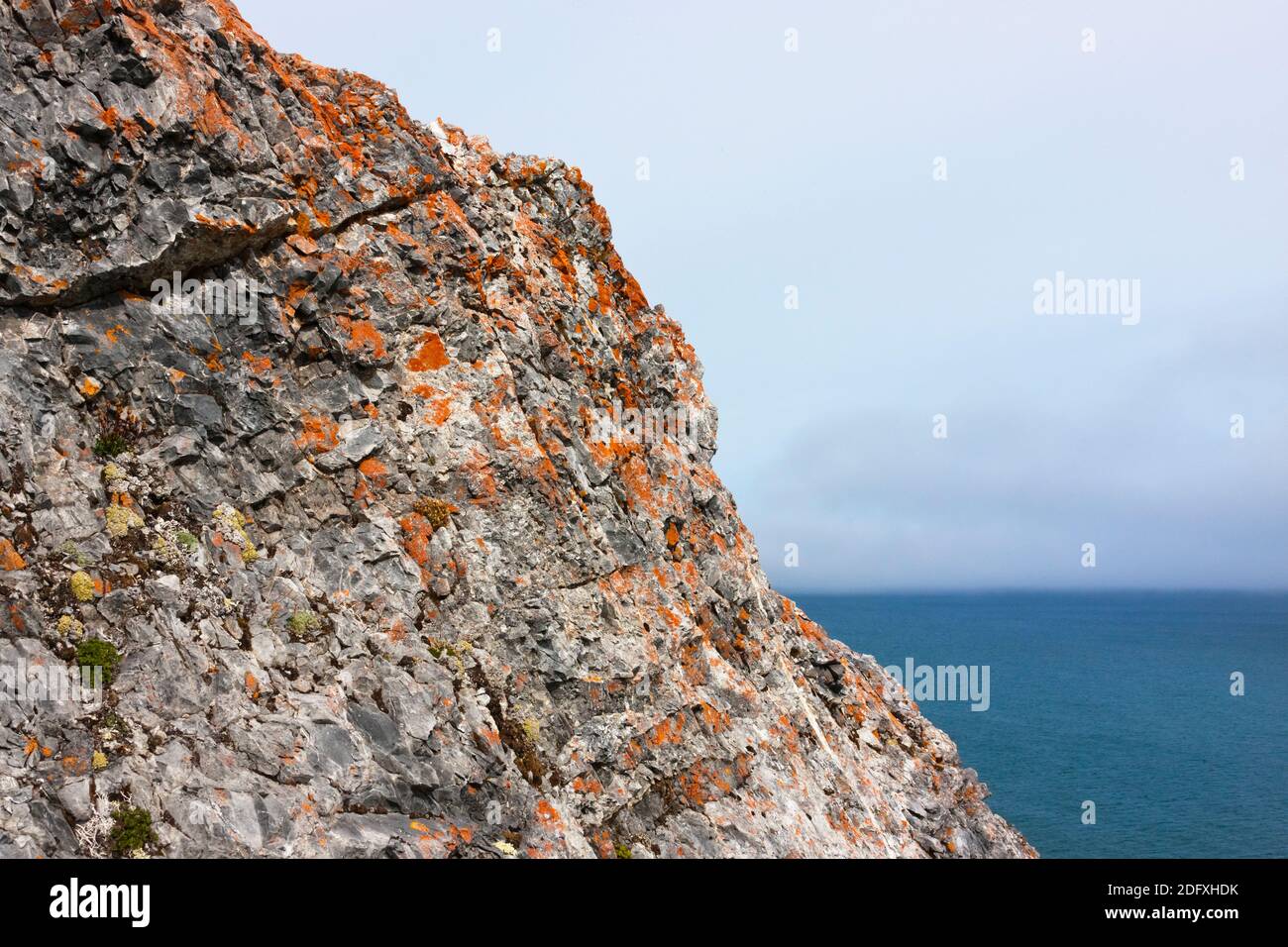 Lichen on rocky cliff, Cape Dezhnev, most eastern corner of Eurasia ...