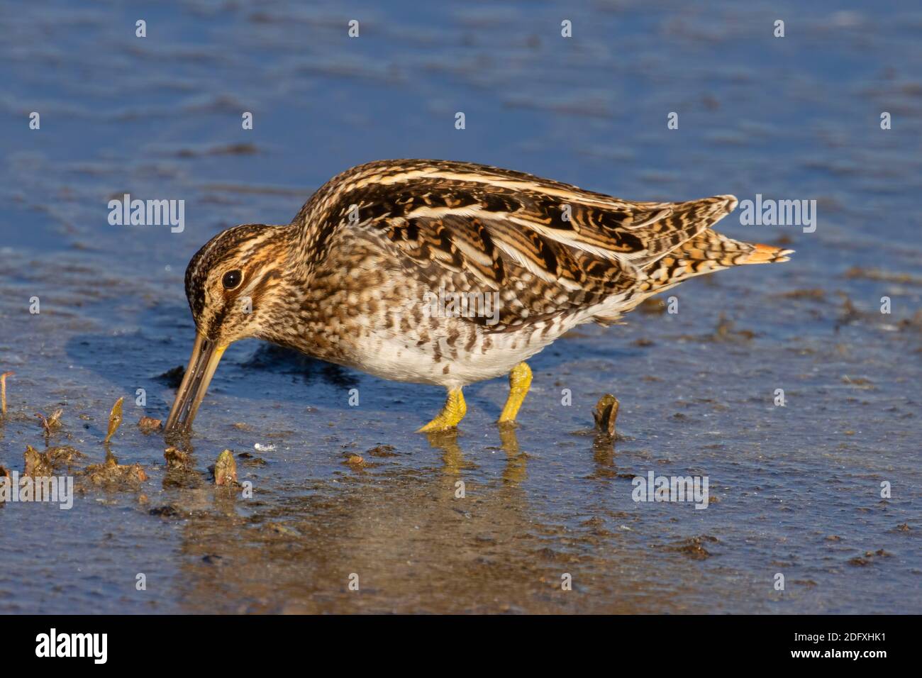 Wilson's snipe (Gallinago delicata), Merced National Wildlife Refuge ...