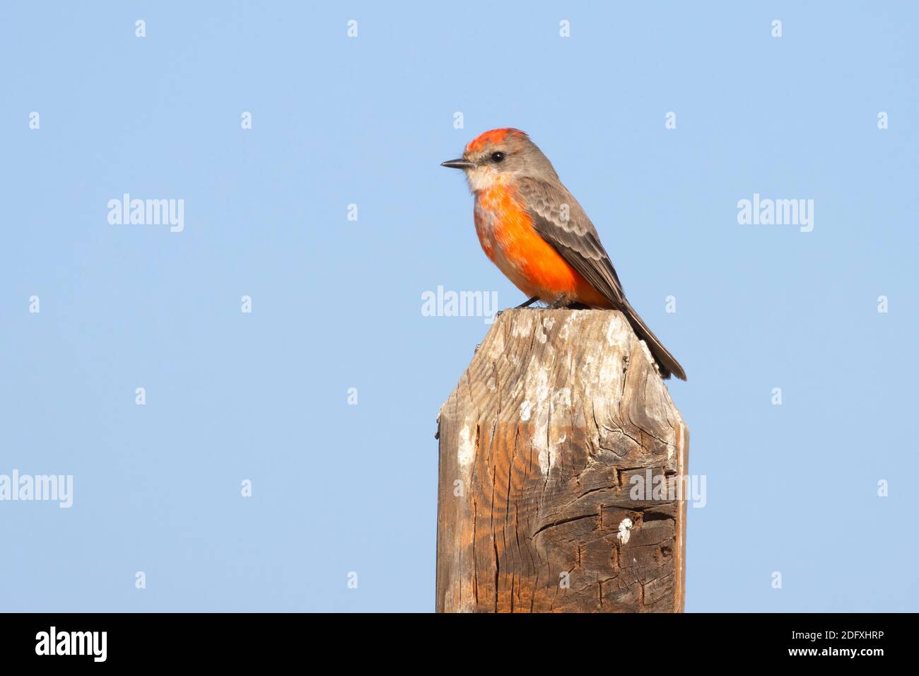 Vermilion flycatcher (Pyrocephalus obscurus), Merced National Wildlife ...