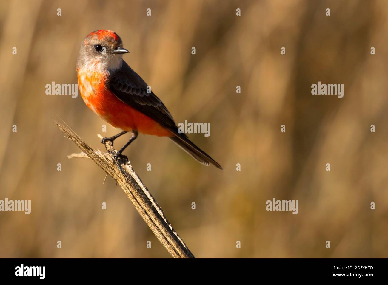 Vermilion flycatcher (Pyrocephalus obscurus), Merced National Wildlife ...