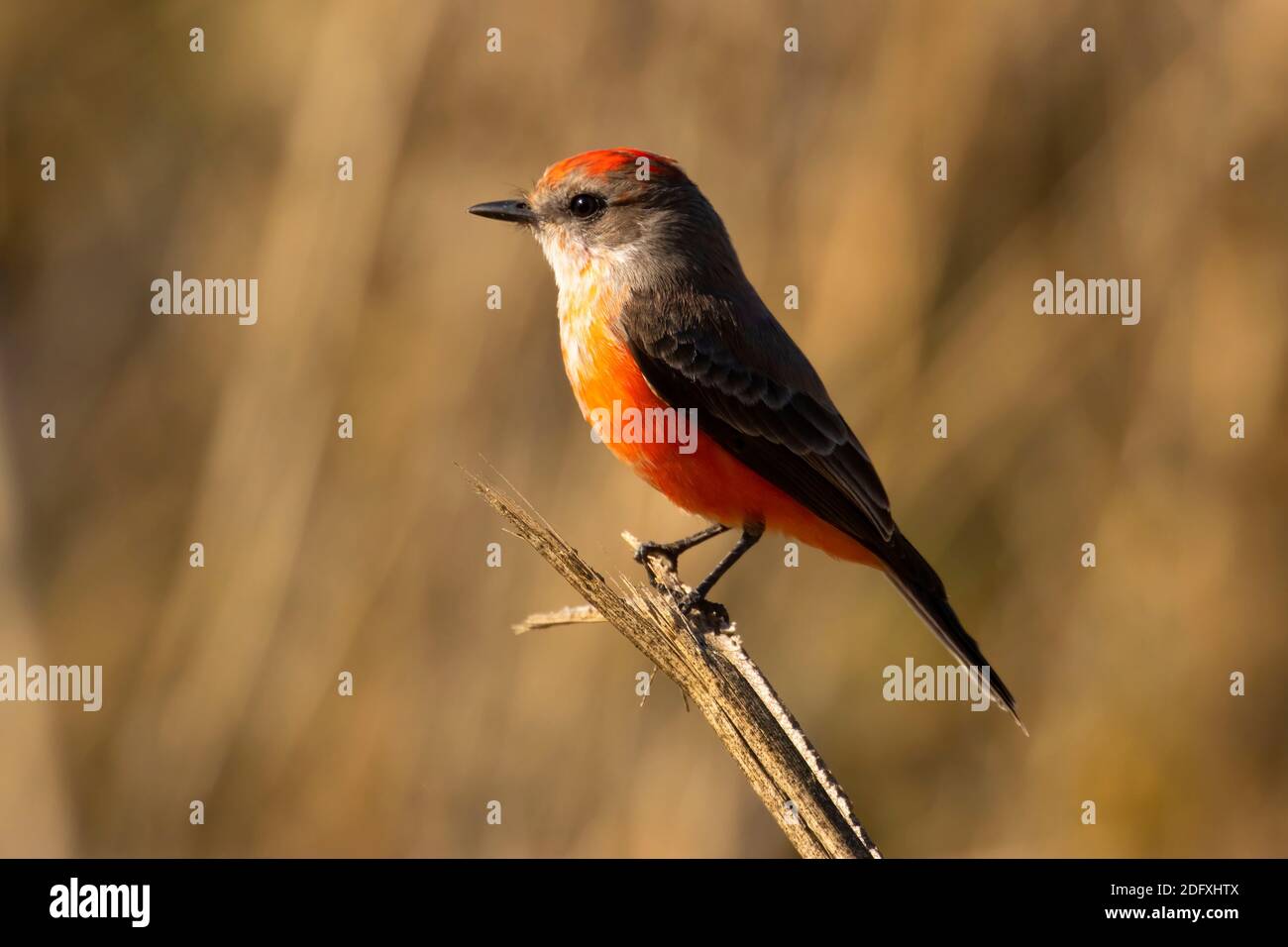 Vermilion flycatcher (Pyrocephalus obscurus), Merced National Wildlife ...