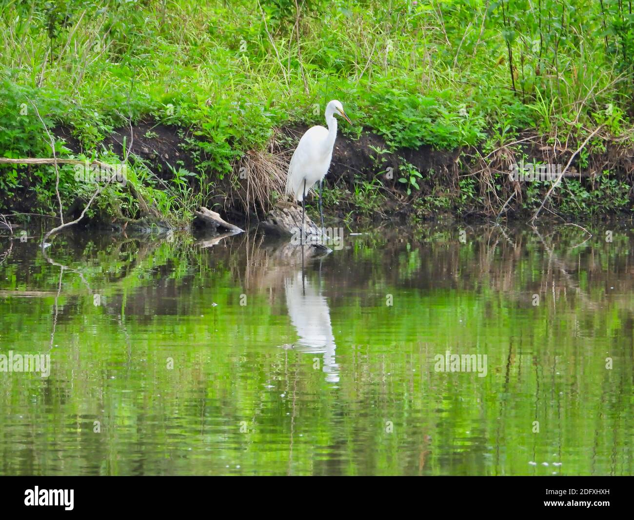 White bird with yellow beak hi-res stock photography and images - Alamy