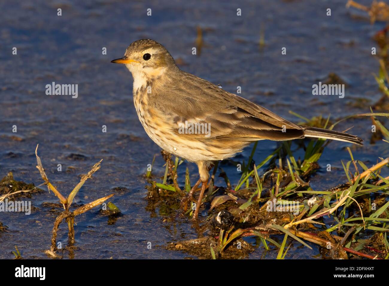 Swainsons thrush catharus ustulatus hi-res stock photography and images ...