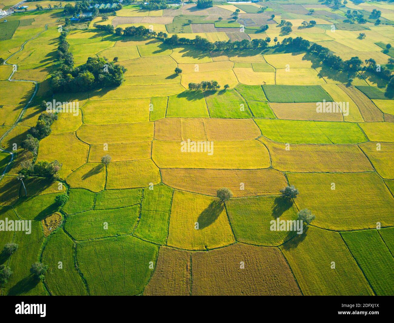 Aerial image of ripen rice fileds in Ta Pa, An Giang Nov. 2020 Stock ...