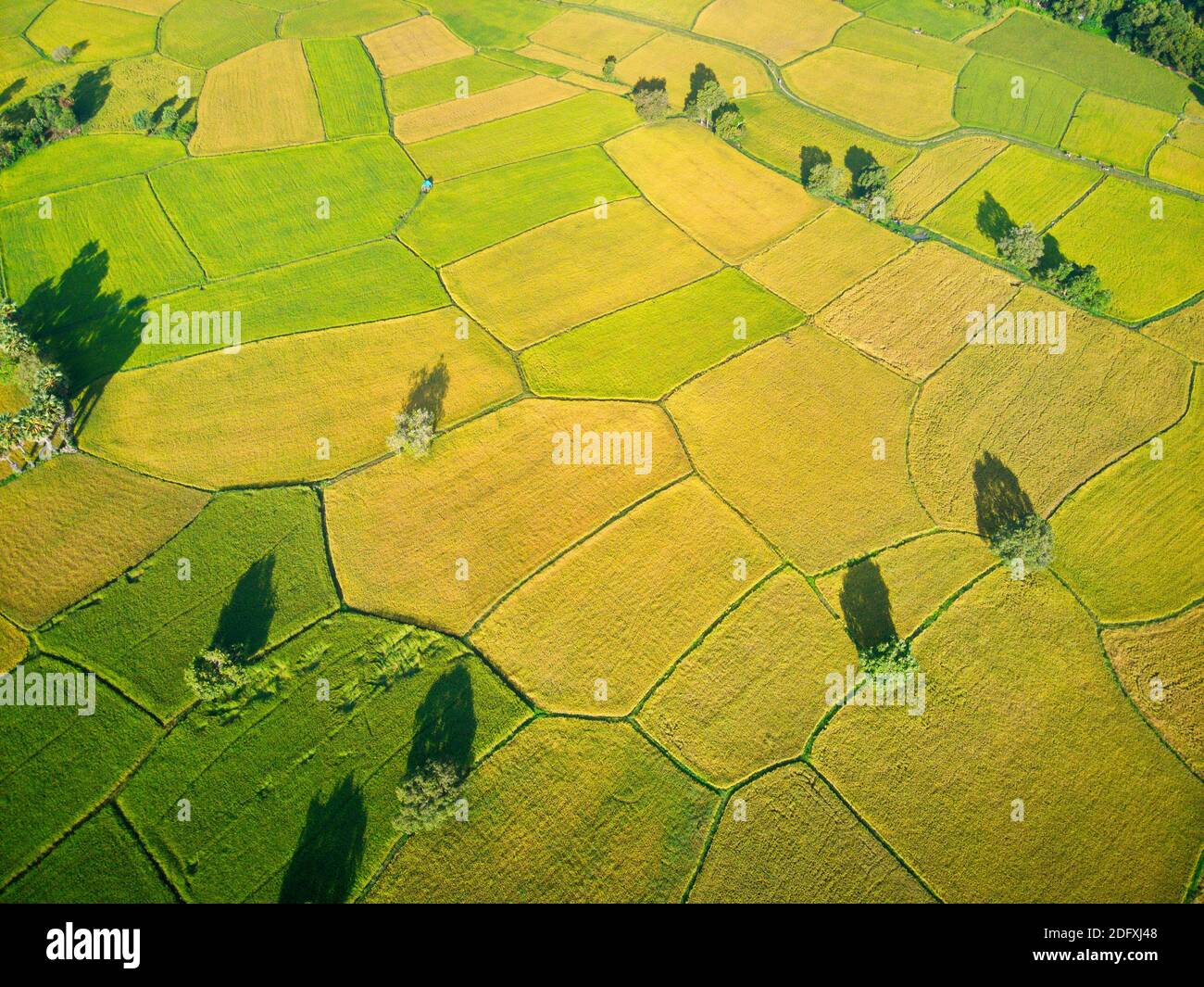 Ta pa rice fields, vietnam hi-res stock photography and images - Alamy