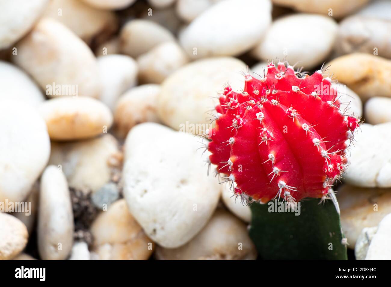 Red color cactus budding on another green cactus Stock Photo - Alamy