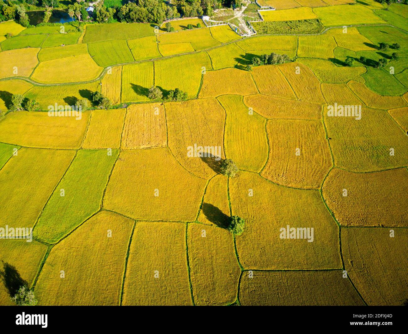 Aerial image of ripen rice fileds in Ta Pa, An Giang Nov. 2020 Stock ...