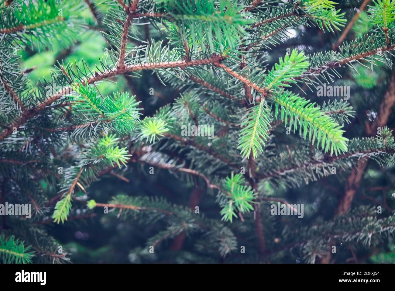 Fir tree brunches close up. Fluffy fir tree brunches close up ...