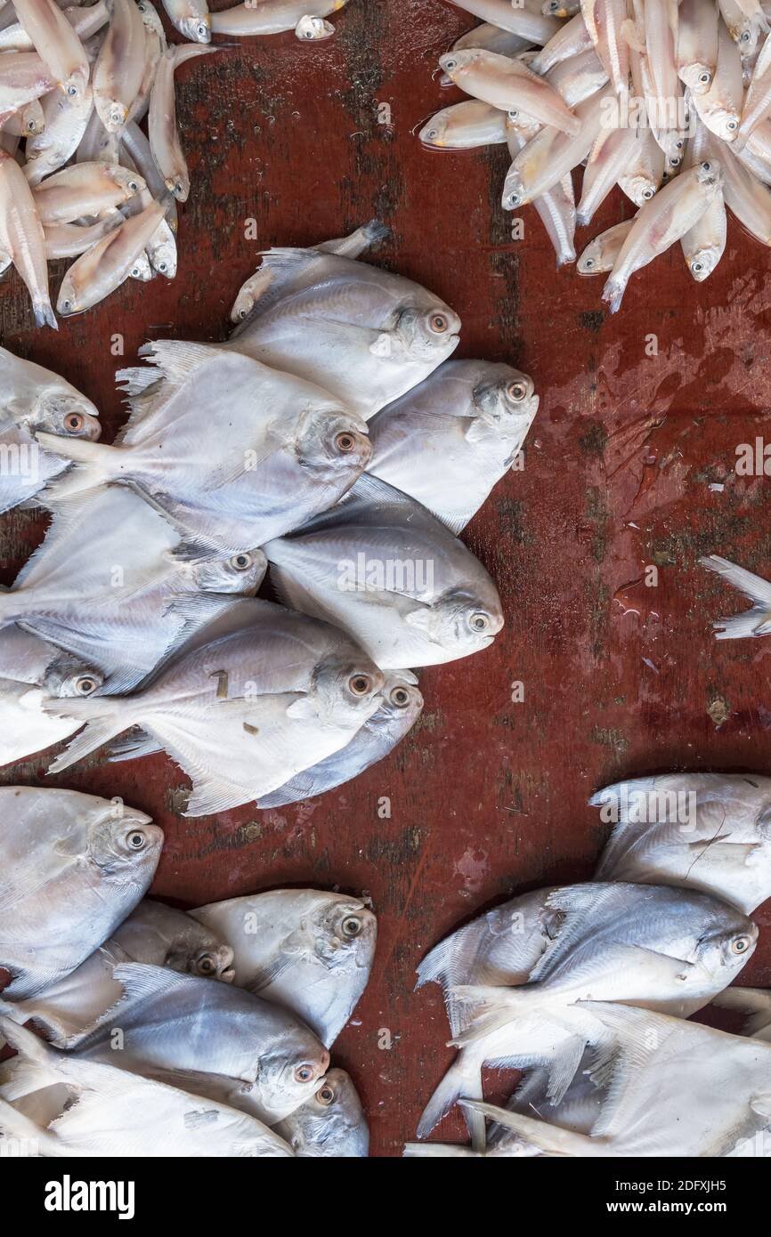 Fresh fish on display at seafood market in Fort Kochi, India Stock ...