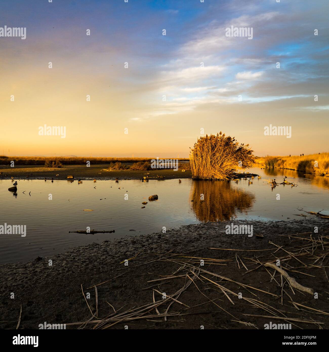 Marshes marshland marsh wetlands hi-res stock photography and images ...