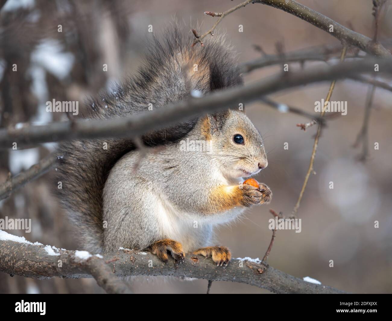 The squirrel with nut sits on tree in the winter or late autumn ...