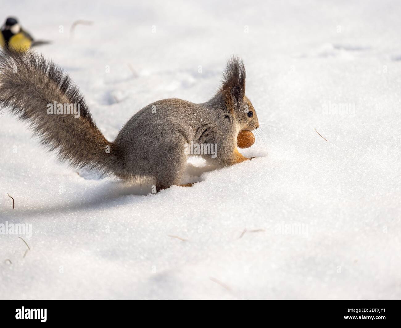 The squirrel sits on white snow with nut. Eurasian red squirrel ...