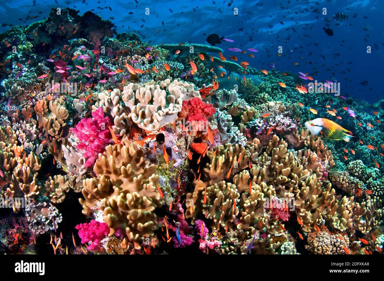 Coral garden in the waters of Fiji Stock Photo - Alamy