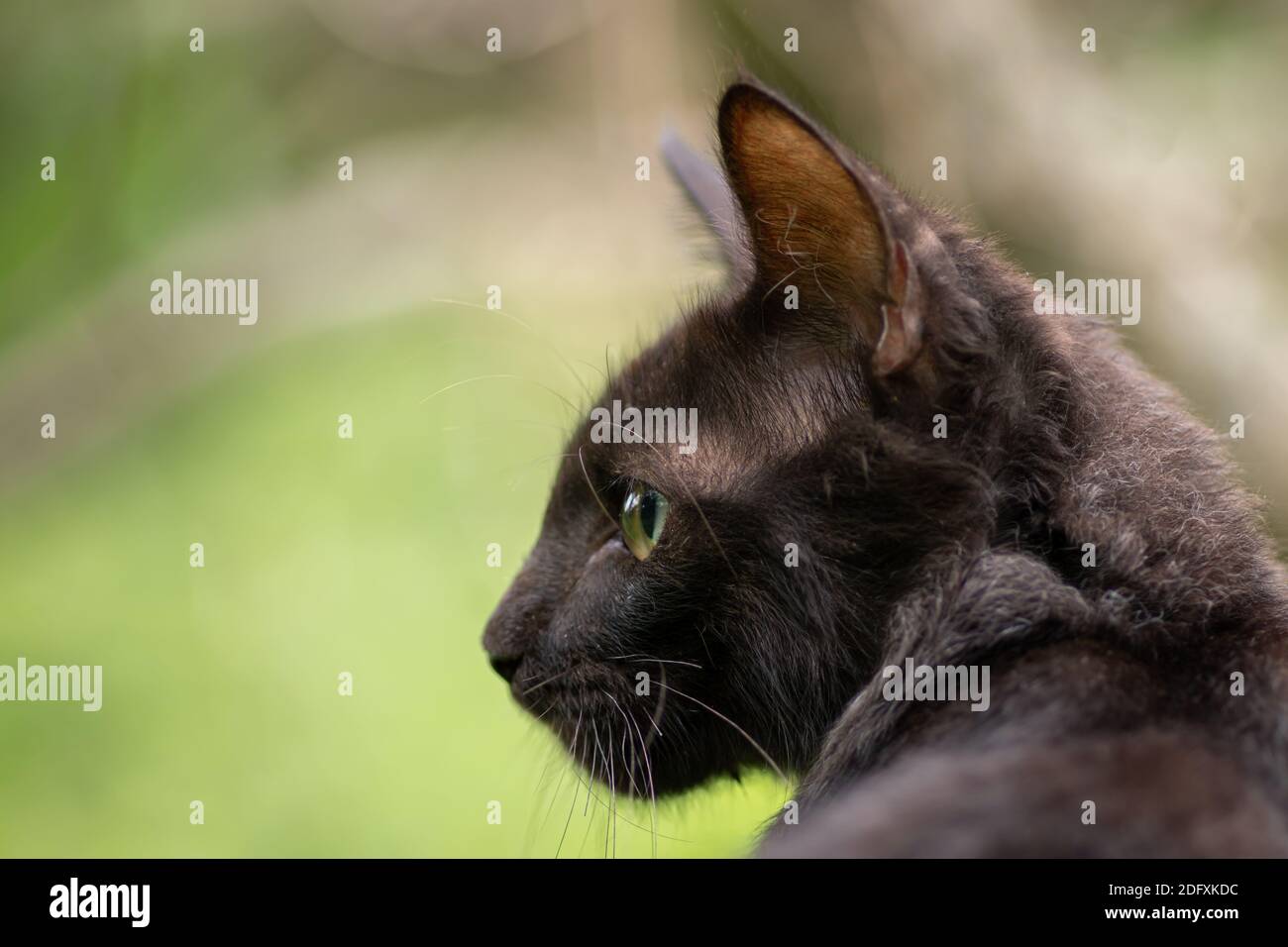Cute cat on full alert to the surroundings, head turns side as watchful ...