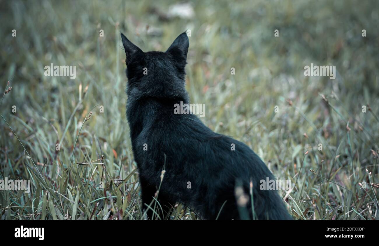 Dark black cat on alert in the wild, look out for prey, sharp ears ...