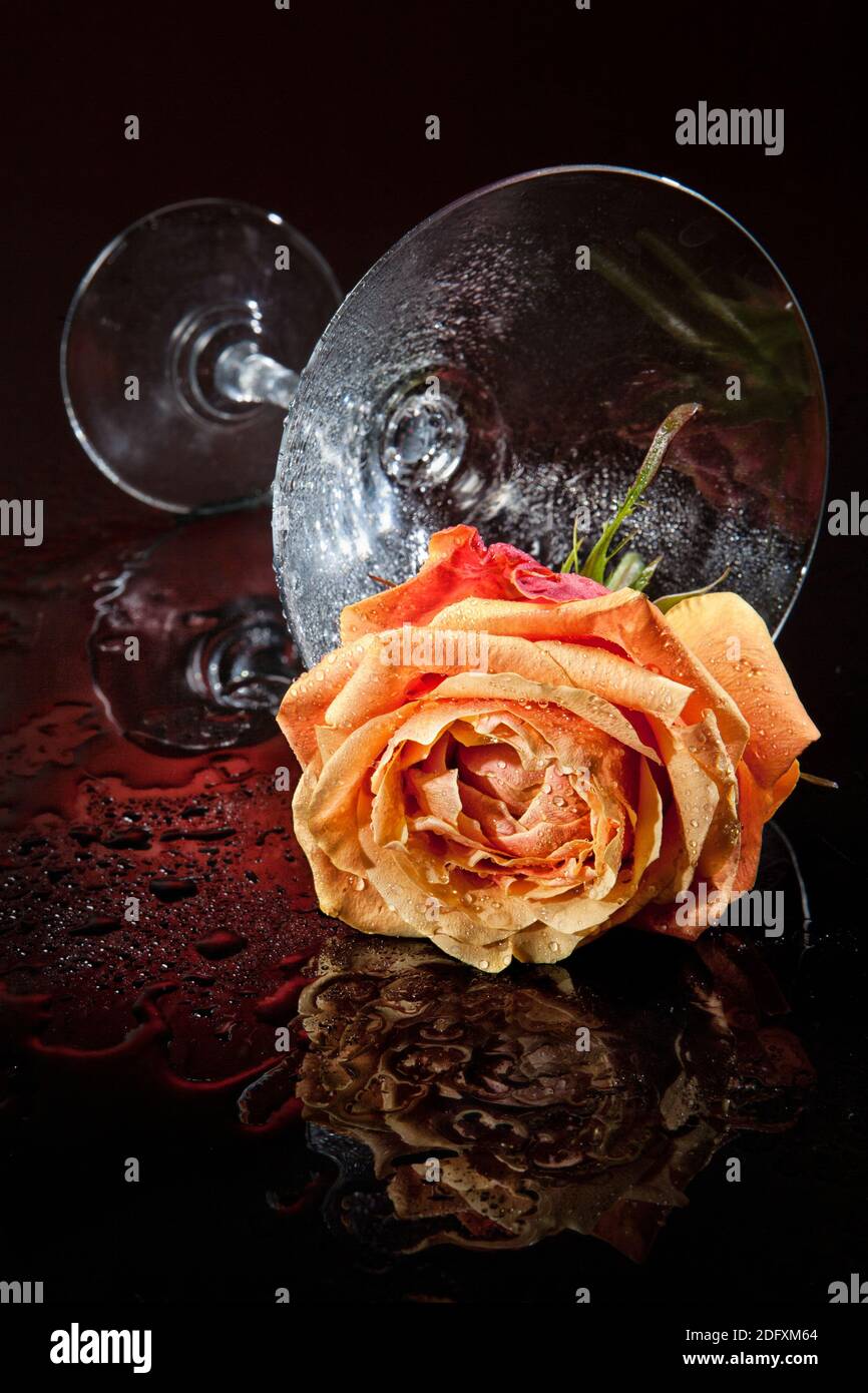 Rose and glass on a glass studio background Stock Photo - Alamy