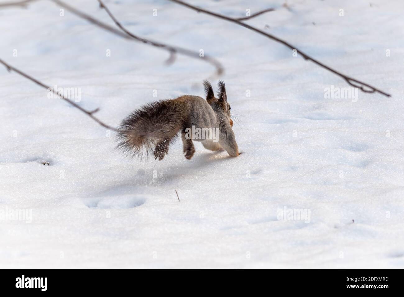 A rear view of a squirrel quickly runs through the white snow. Eurasian ...