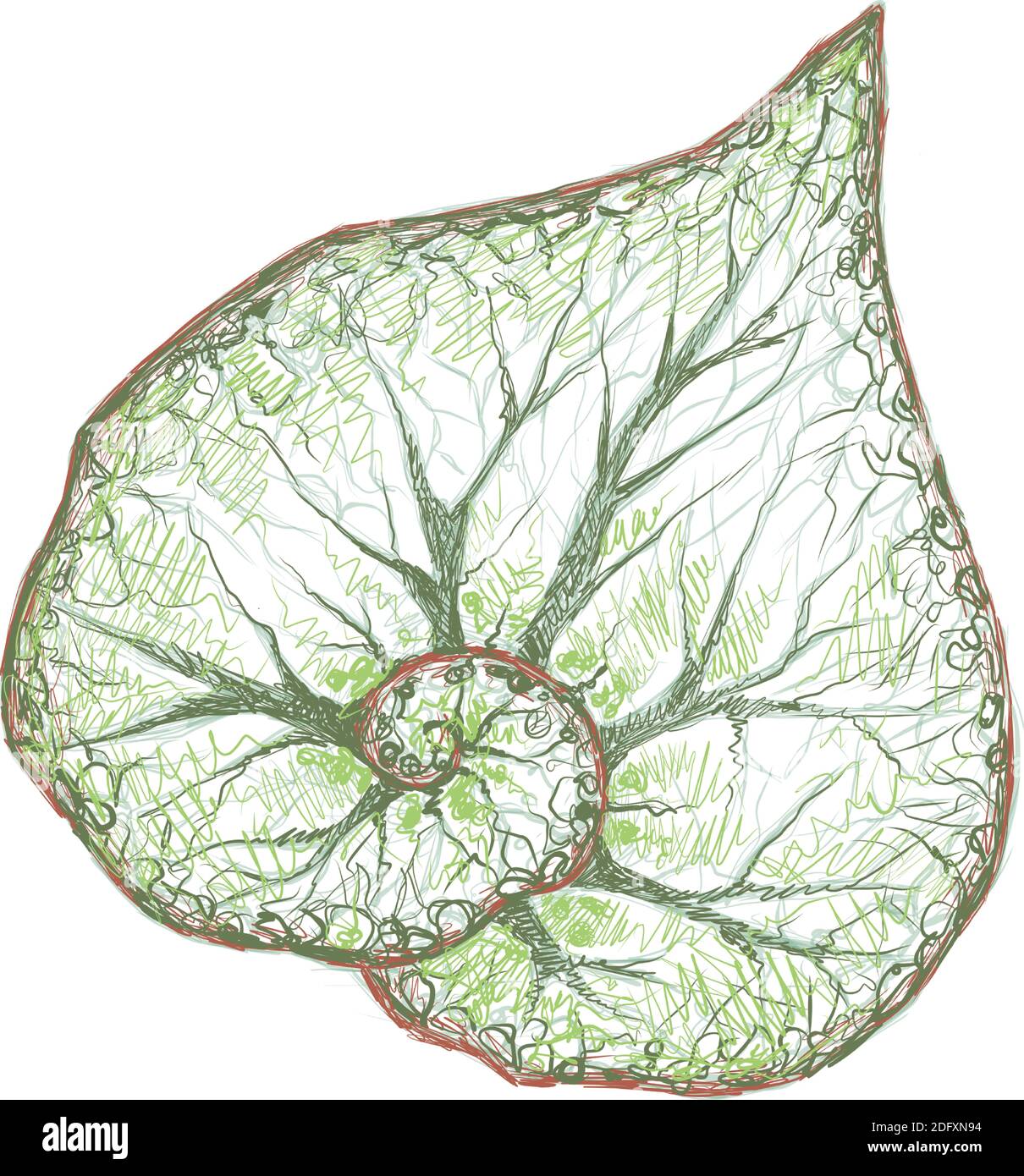 Illustration of Beautiful Fresh Green Begonia Leaves Isolated on A ...