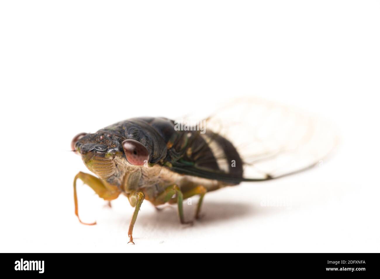 cicada insect isolated on white background Stock Photo - Alamy