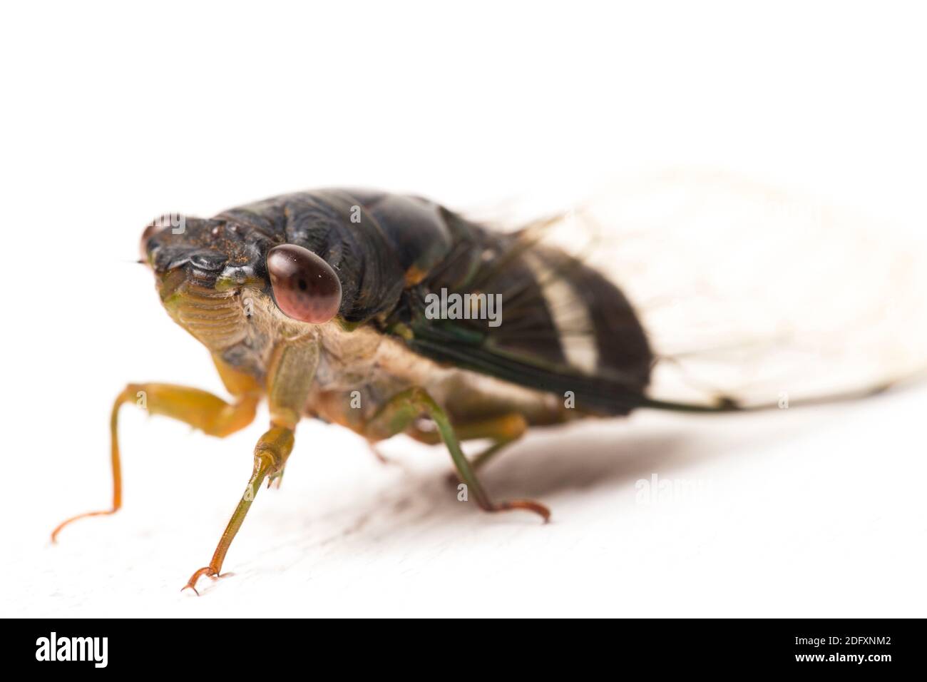 cicada insect isolated on white background Stock Photo - Alamy