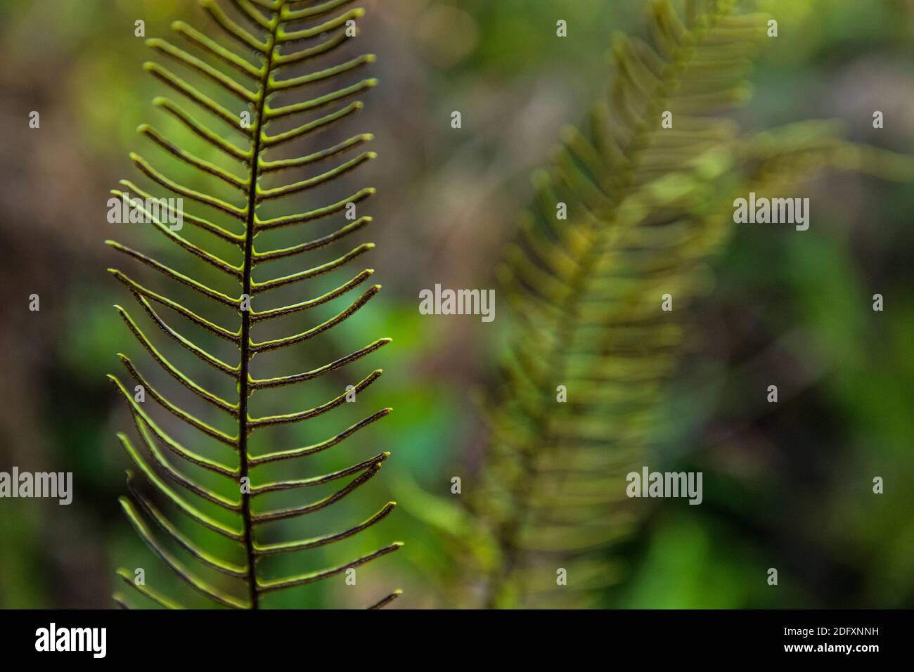 A fern in the forest near Tofino, BC, Canada Stock Photo - Alamy