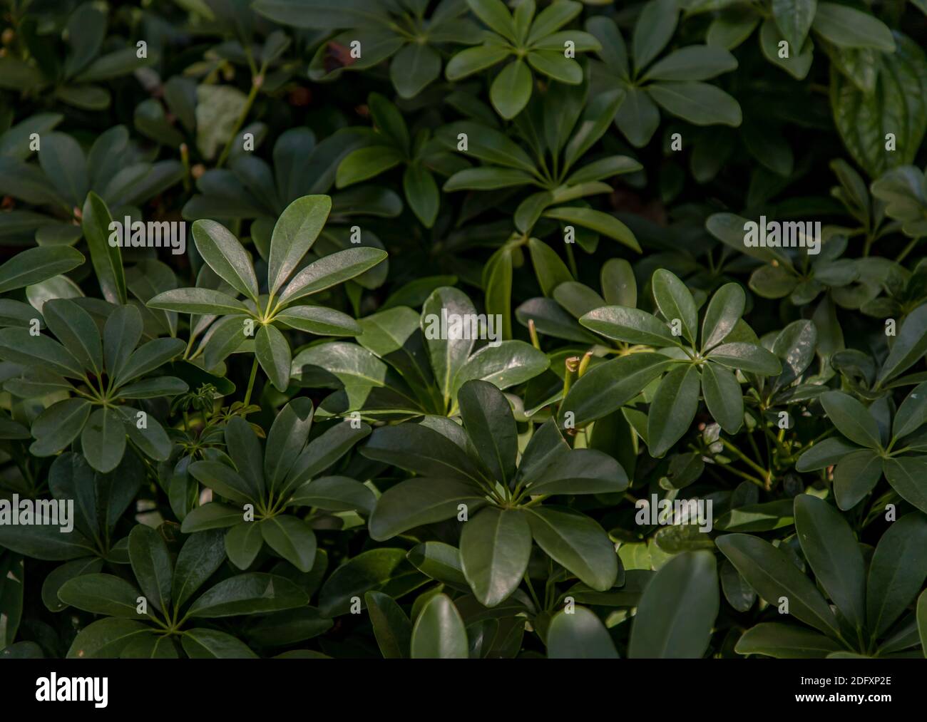 Green leaves of Schefflera Arboricola or Miniature umbrella (Hayata) as ...