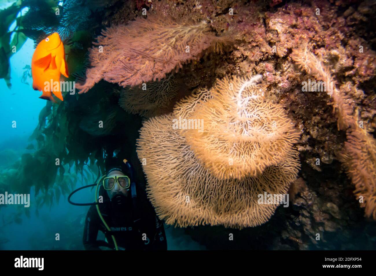 Gorgonia sea fans while SCUBA diving on Catalina Island, California ...