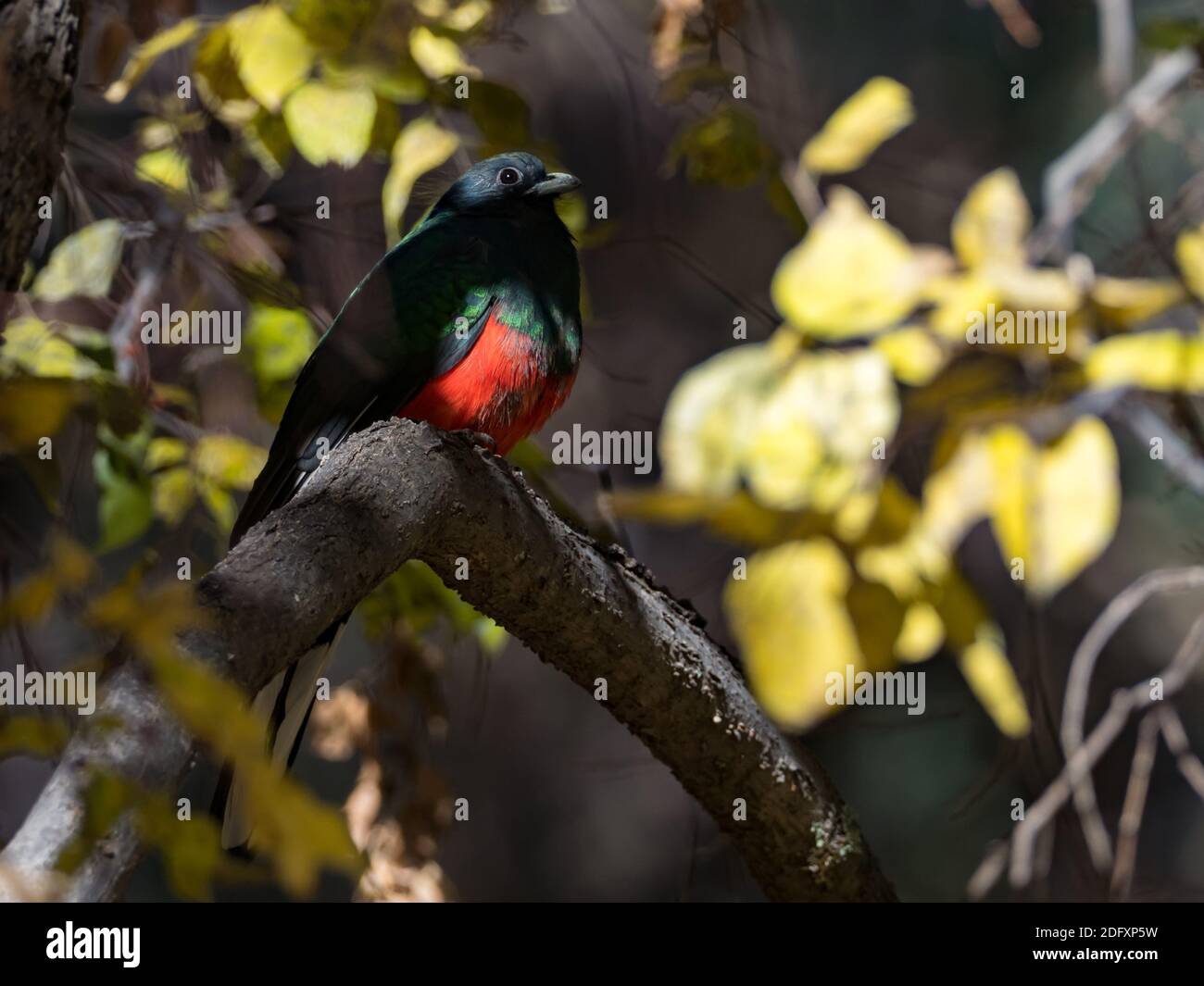 Eared Quetzal, Euptilotis neoxenus, a beautiful trogon bird that is ...
