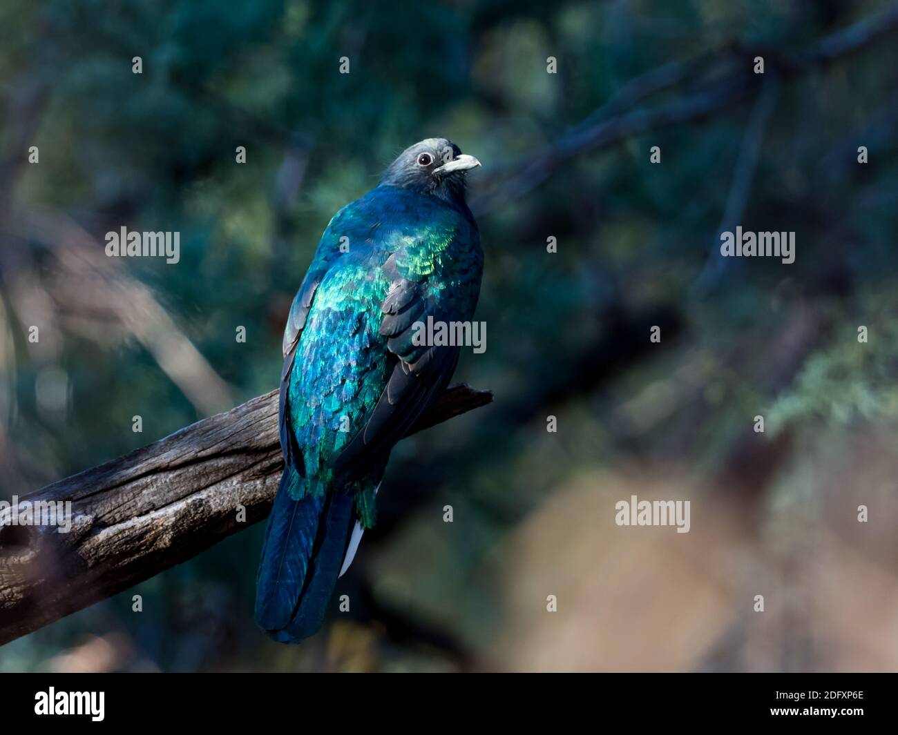 Eared quetzal hi-res stock photography and images - Alamy