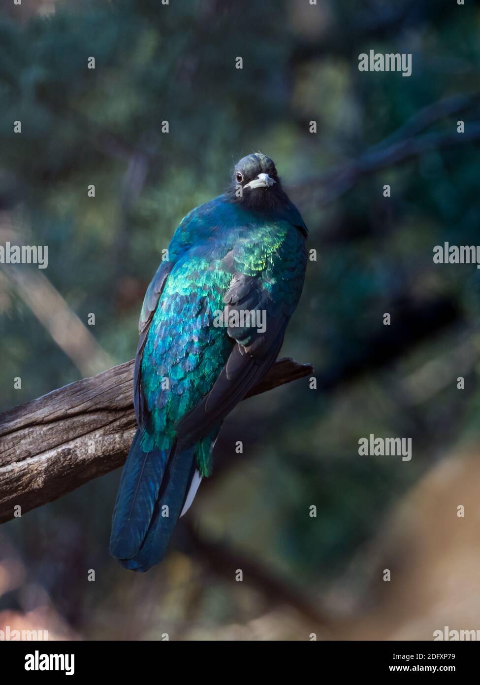 Green quetzal hi-res stock photography and images - Alamy