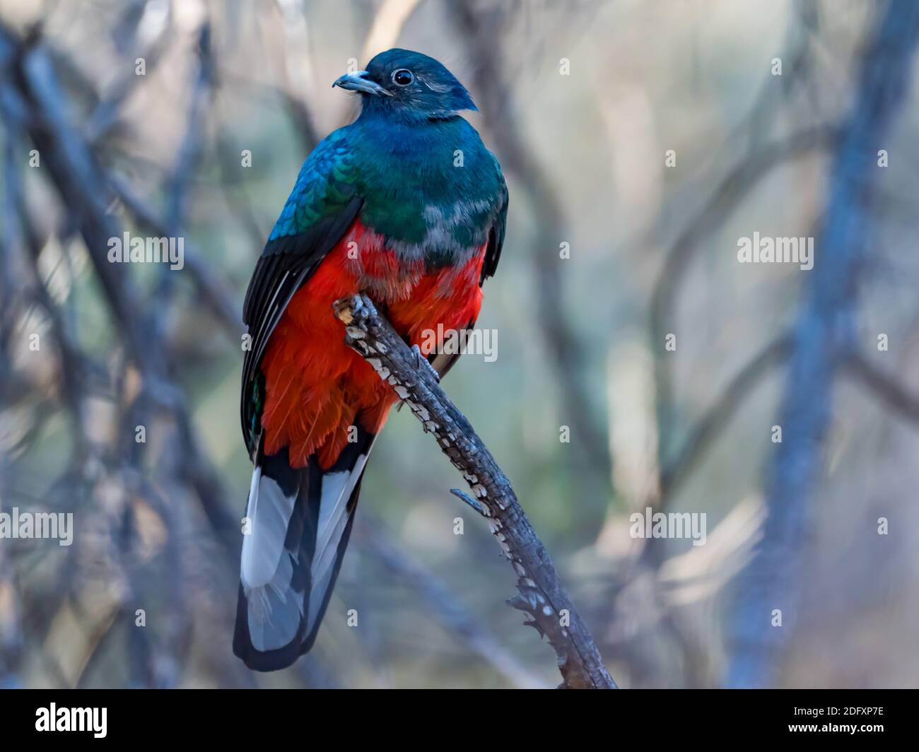Eared quetzal hi-res stock photography and images - Alamy