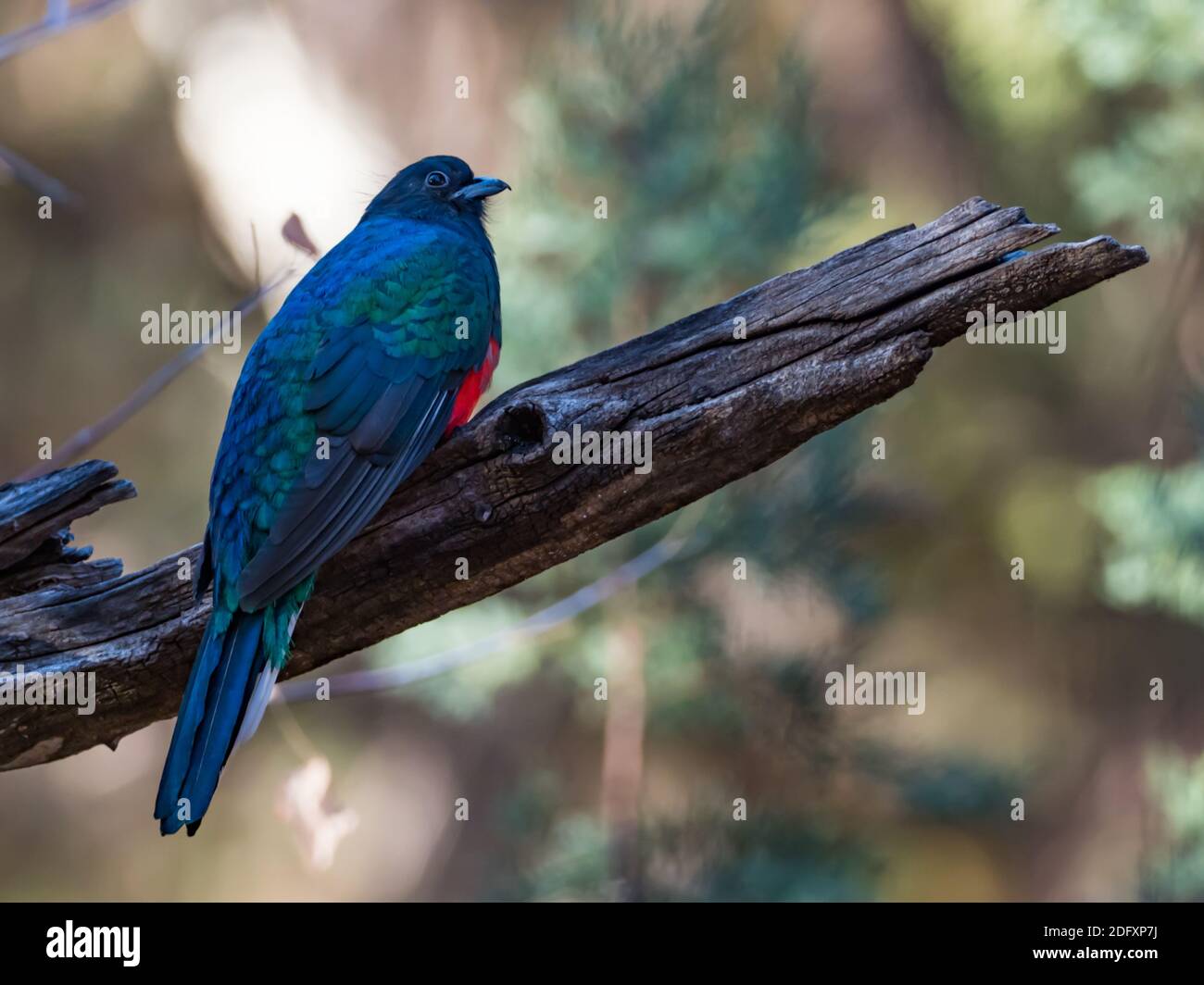 Eared quetzal hi-res stock photography and images - Alamy