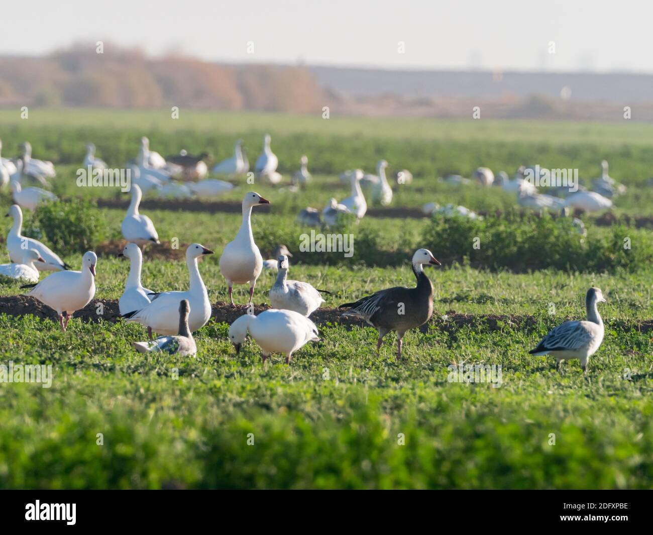 Blue morph snow goose hi-res stock photography and images - Alamy