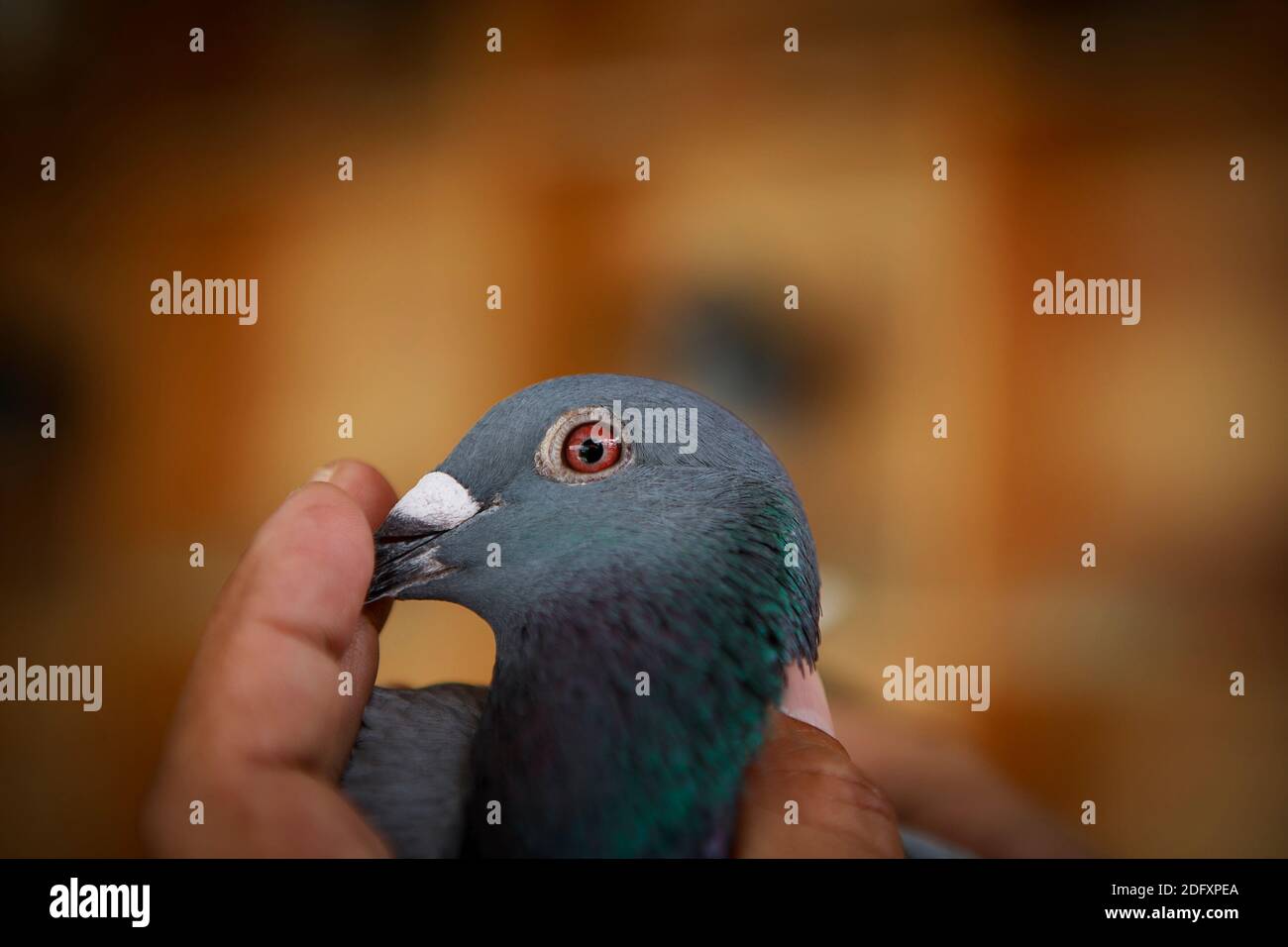hand holding homing pigeon against yellow blur background Stock Photo ...