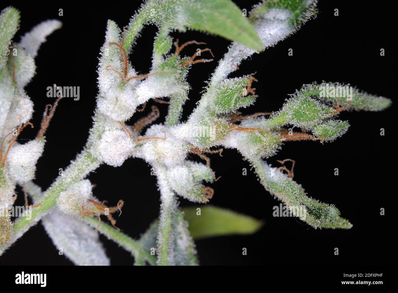 white mold on the hemp plant Stock Photo - Alamy