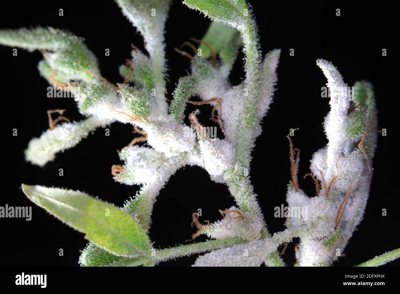 white mold on the hemp plant Stock Photo - Alamy