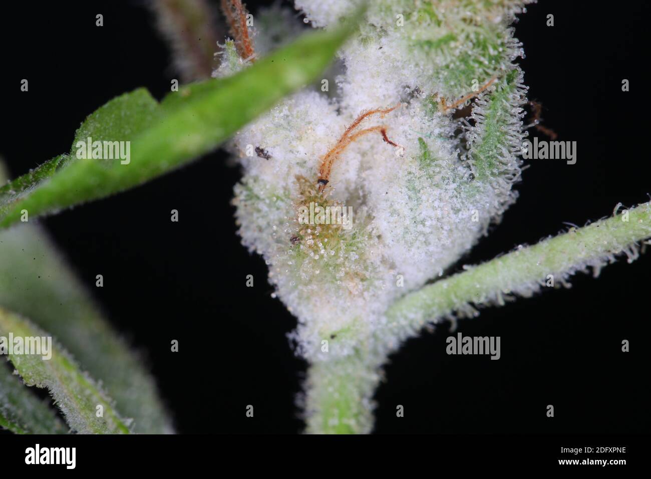 white mold on the hemp plant Stock Photo - Alamy