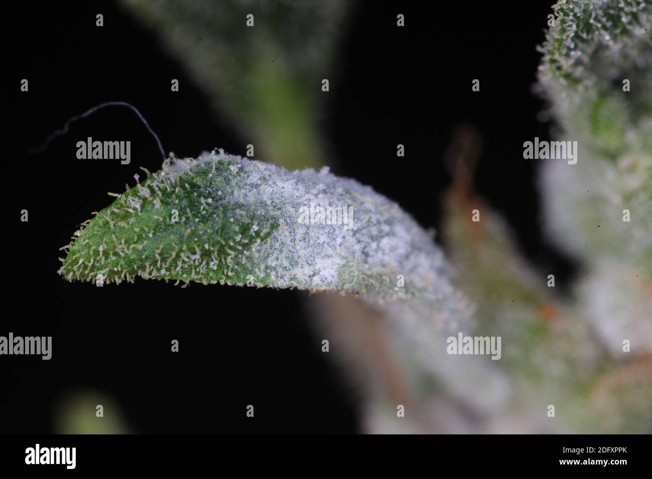 white mold on the hemp plant Stock Photo - Alamy