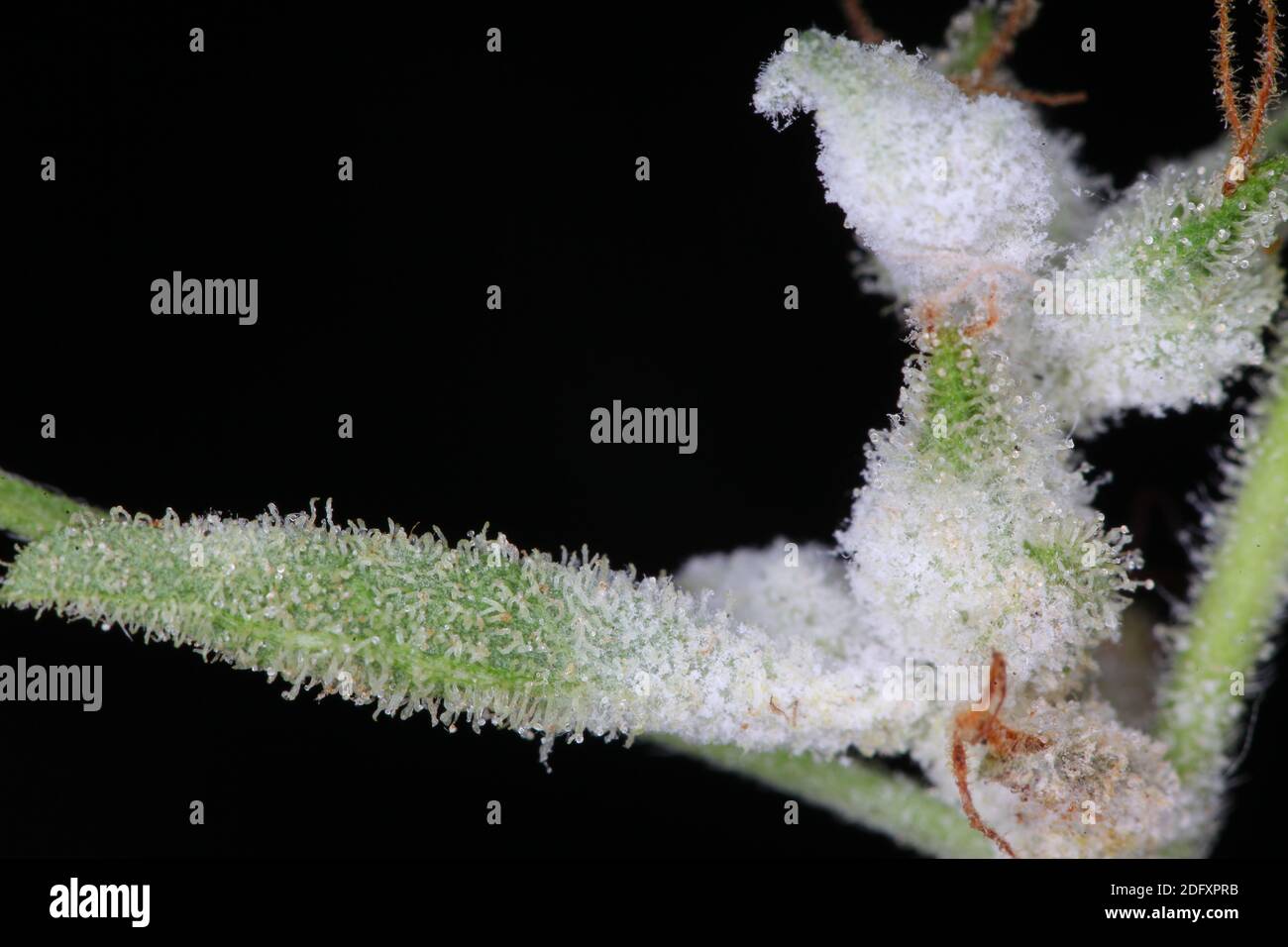 white mold on the hemp plant Stock Photo - Alamy