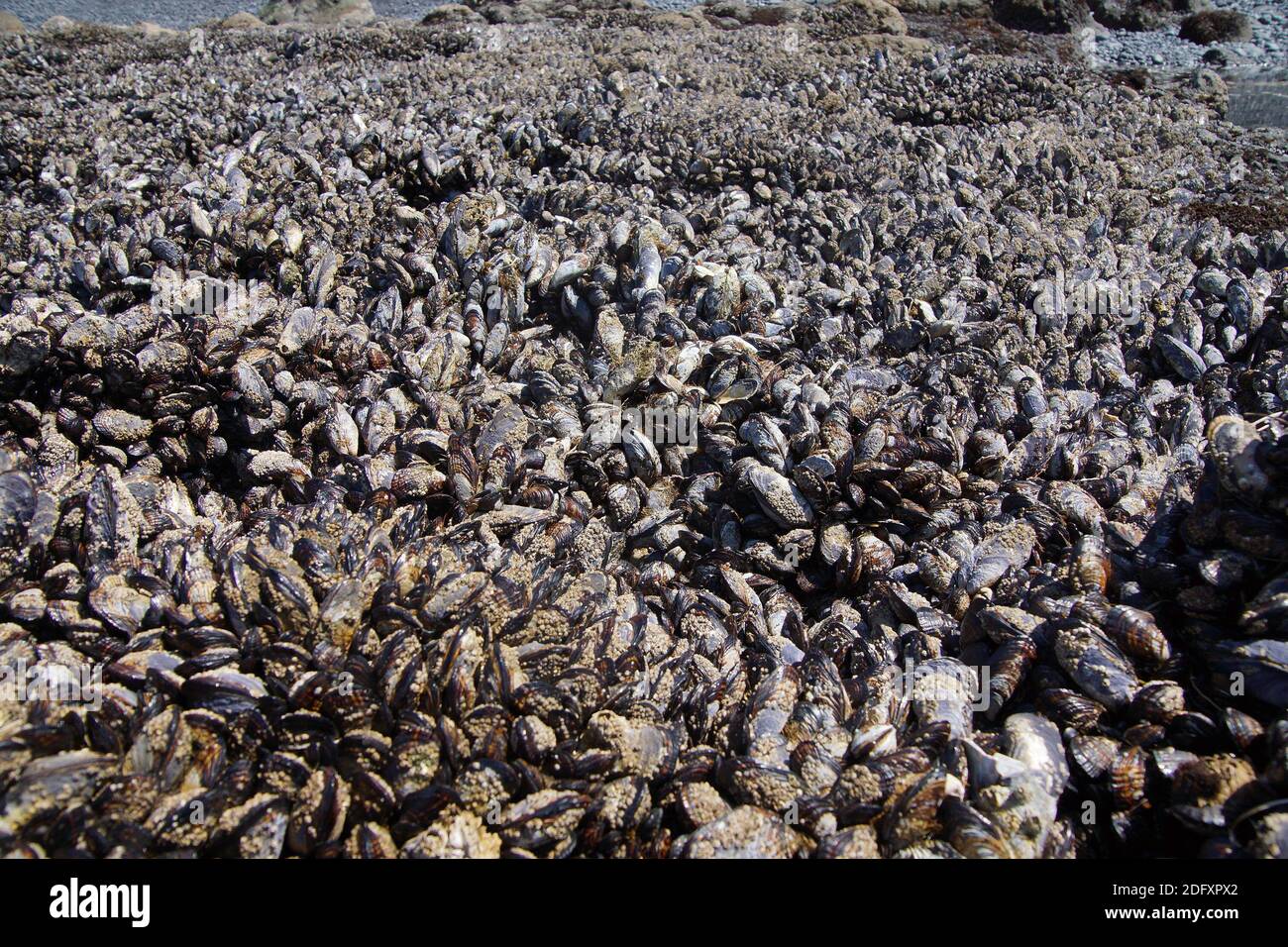 Large collection of mussels and barnacles on Cobble Beach, Yaquina Head ...
