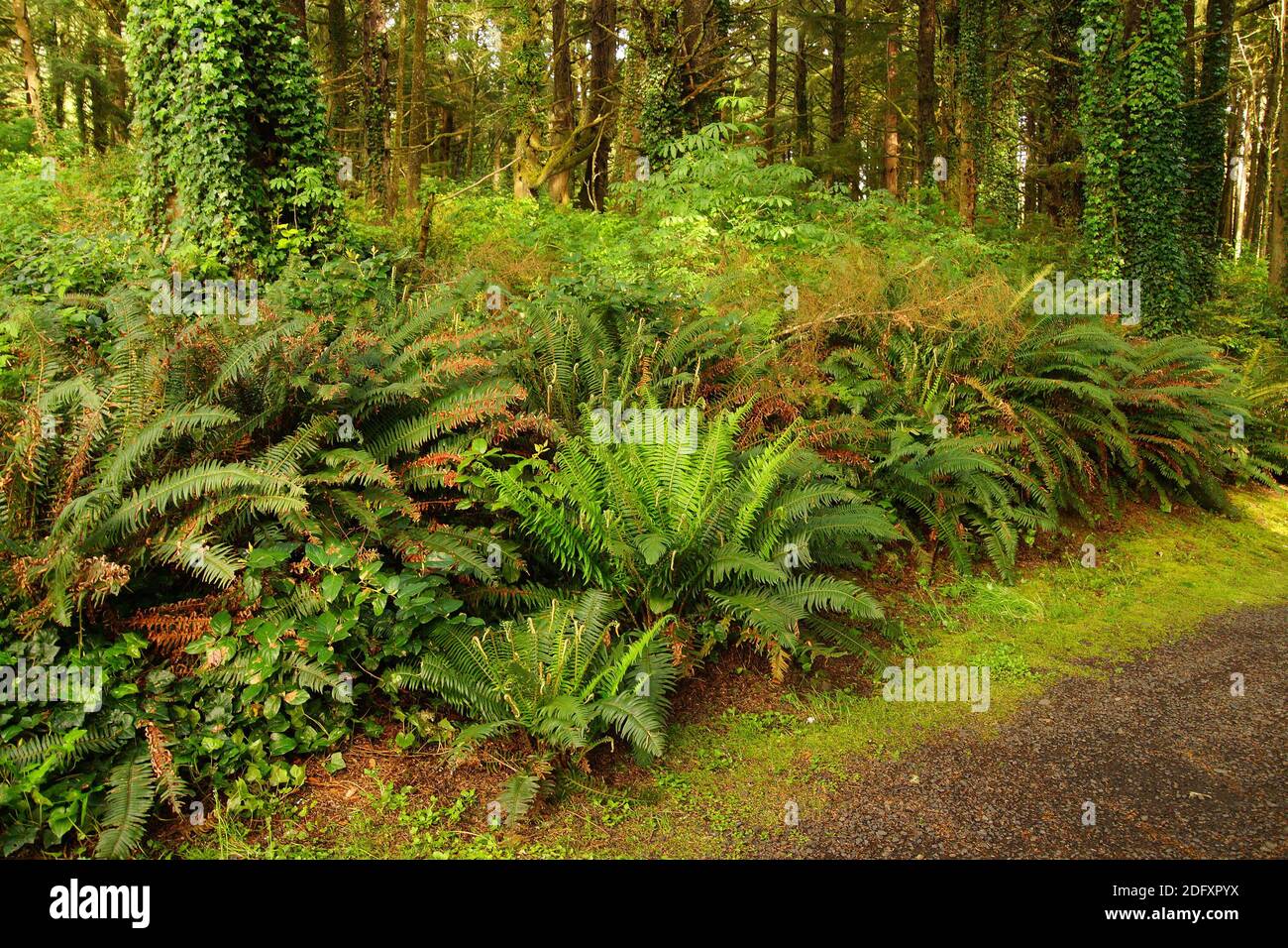 Ferns along a coastal forest trail, Otter Crest, Oregon Coast Stock ...