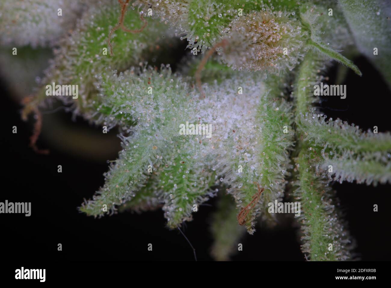 white mold on the hemp plant Stock Photo - Alamy