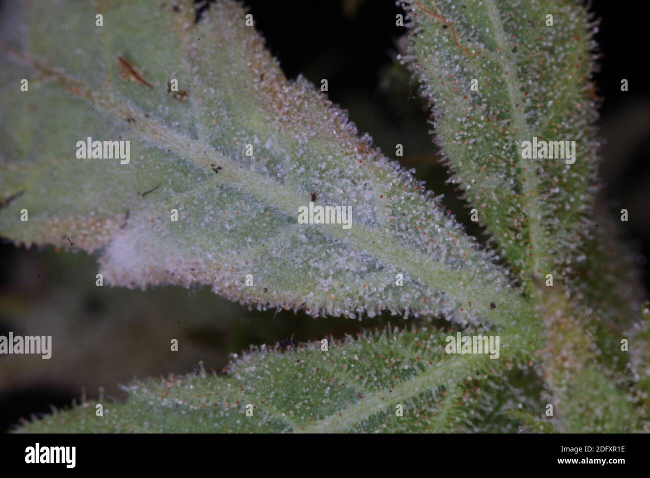 white mold on the hemp plant Stock Photo - Alamy