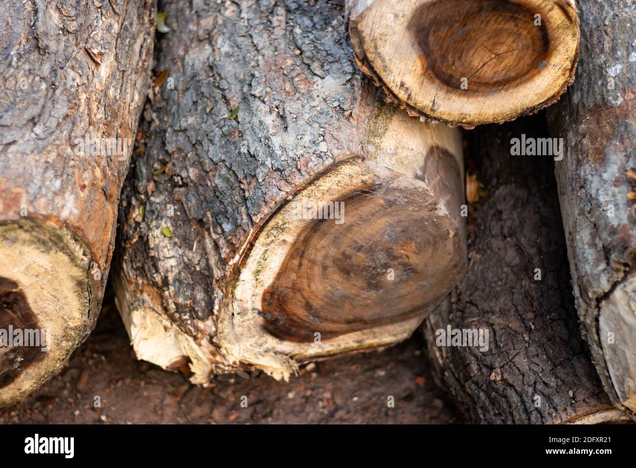 Pile of cut down tree on the ground close up shot Stock Photo - Alamy