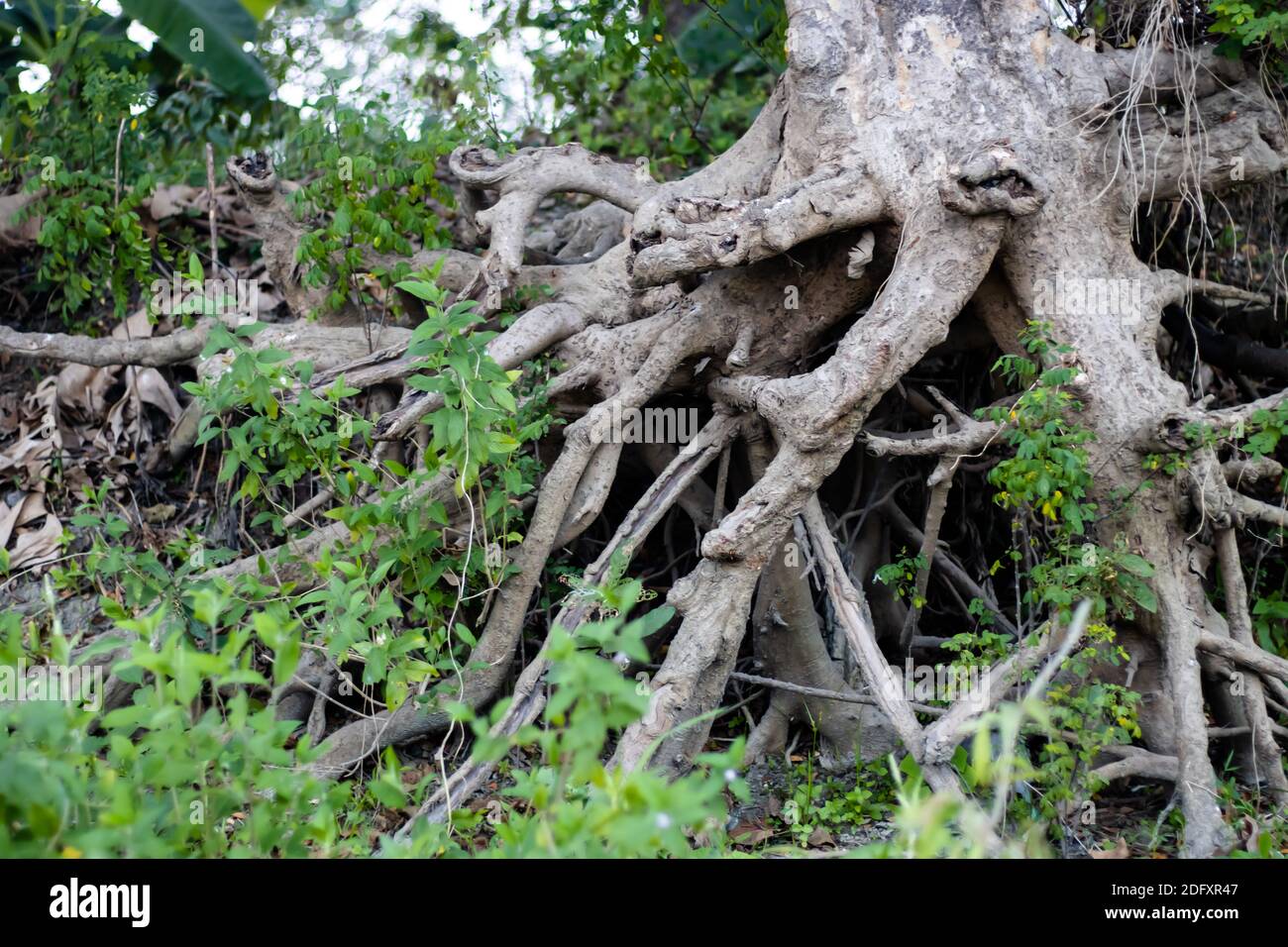 Soilless open tree roots in the jungle close up shot Stock Photo - Alamy