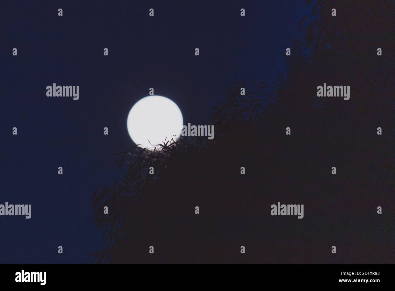 full moon wth tree leaves framing it in the night sky Stock Photo - Alamy