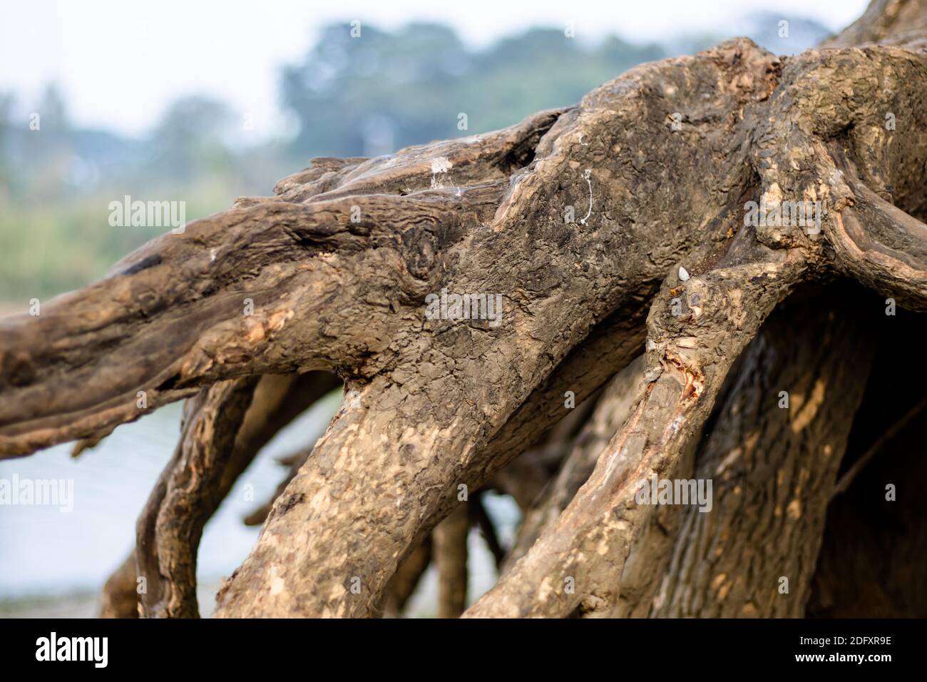 Big tree roots hi-res stock photography and images - Alamy