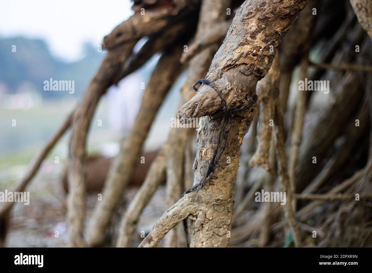 Dead tree roots vector background hi-res stock photography and images ...
