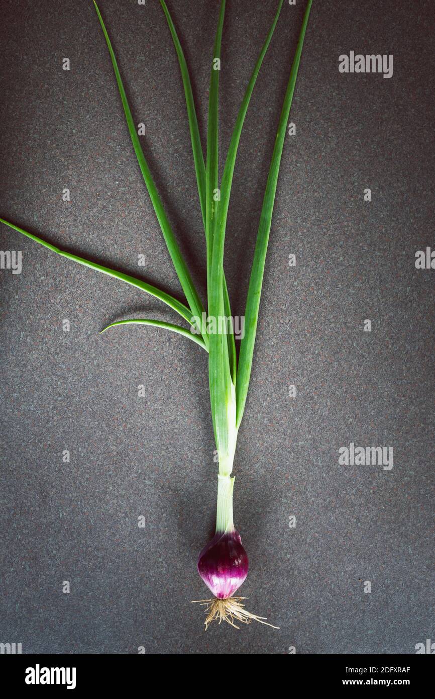 simple food ingredients concept, fresh red onion with leaves and roots ...