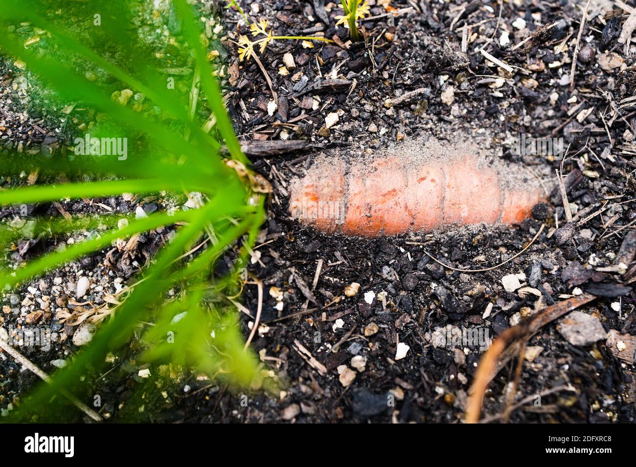 carrot plant outdoor in sunny vegetable garden shot at shallow depth of ...
